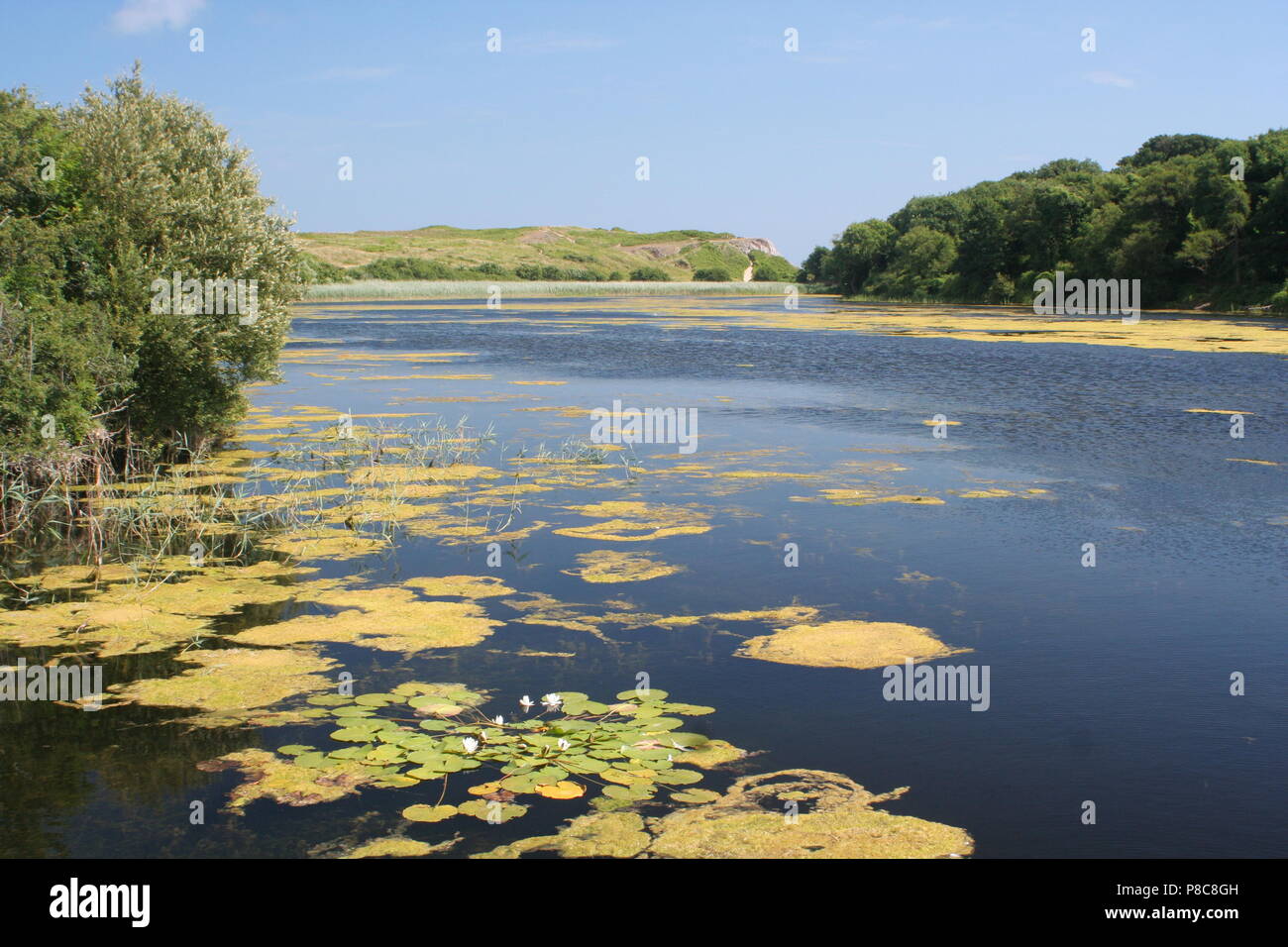 Bosherston Lily Ponds Stock Photo - Alamy
