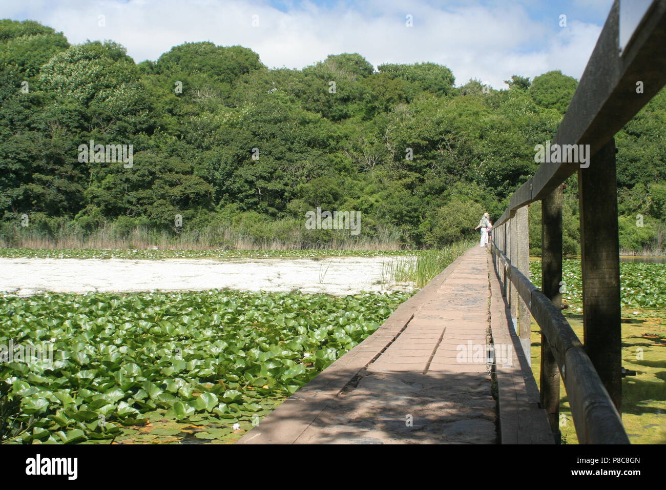 Bosherston Lily Ponds Stock Photo - Alamy