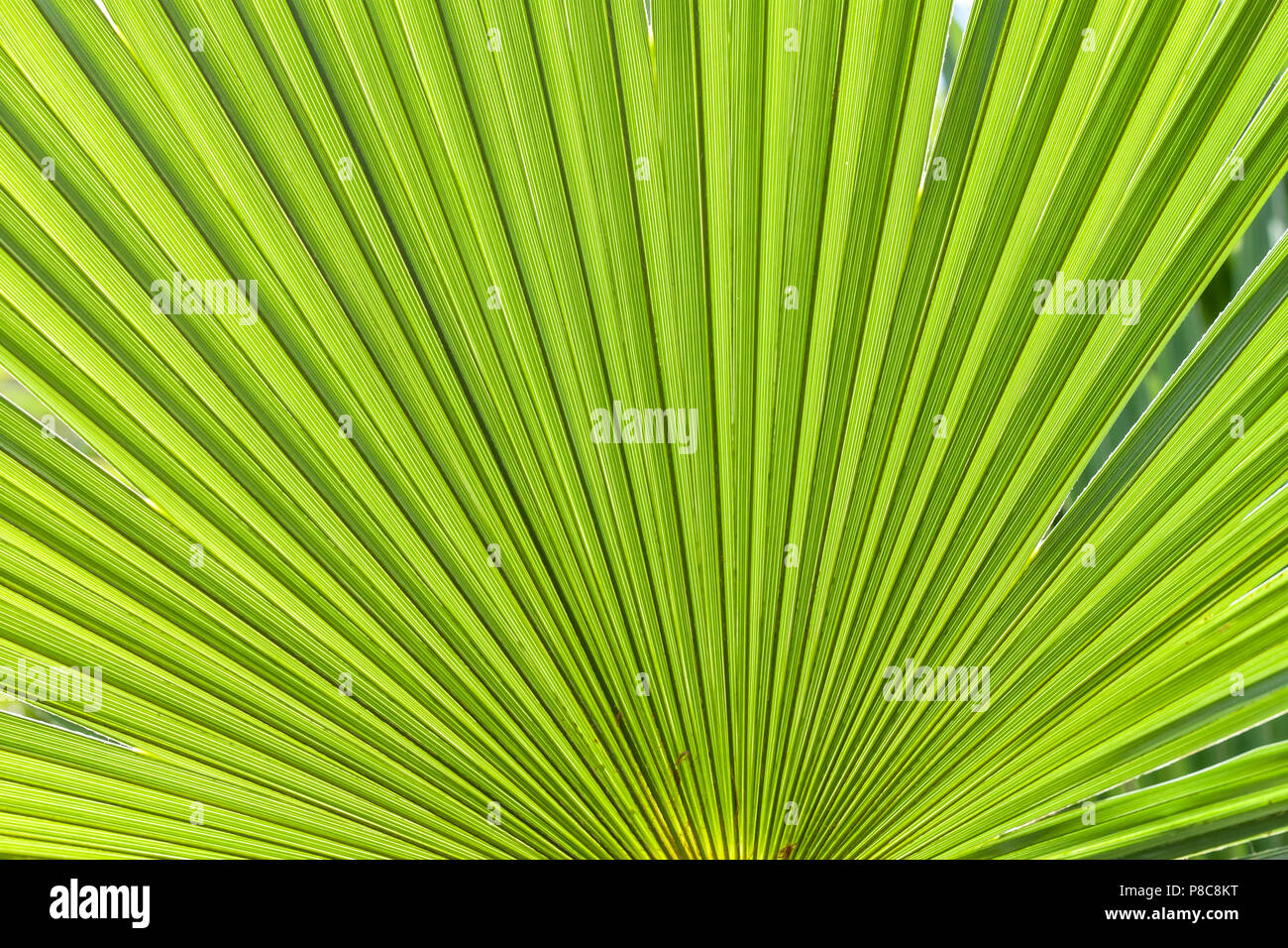 Tree leaf hi-res stock photography and images - Alamy