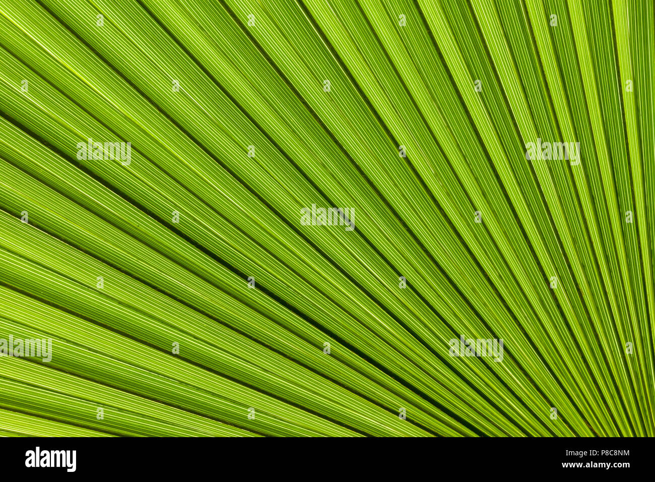 Plam leaf hi-res stock photography and images - Alamy