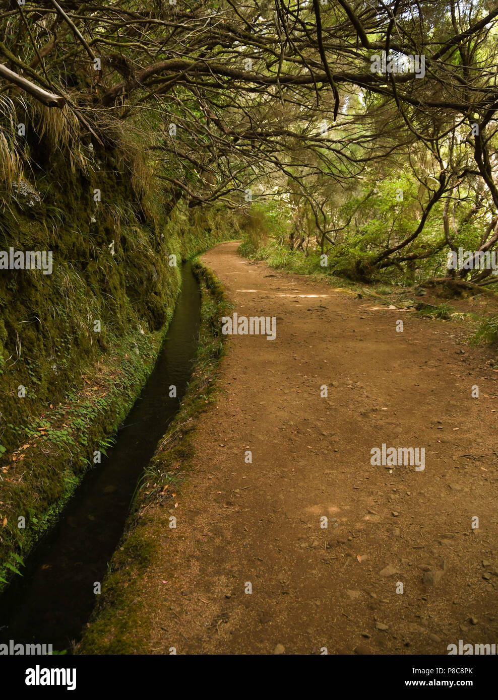 Scenic view of the path alongside a levada in Madeira Island, Portugal ...
