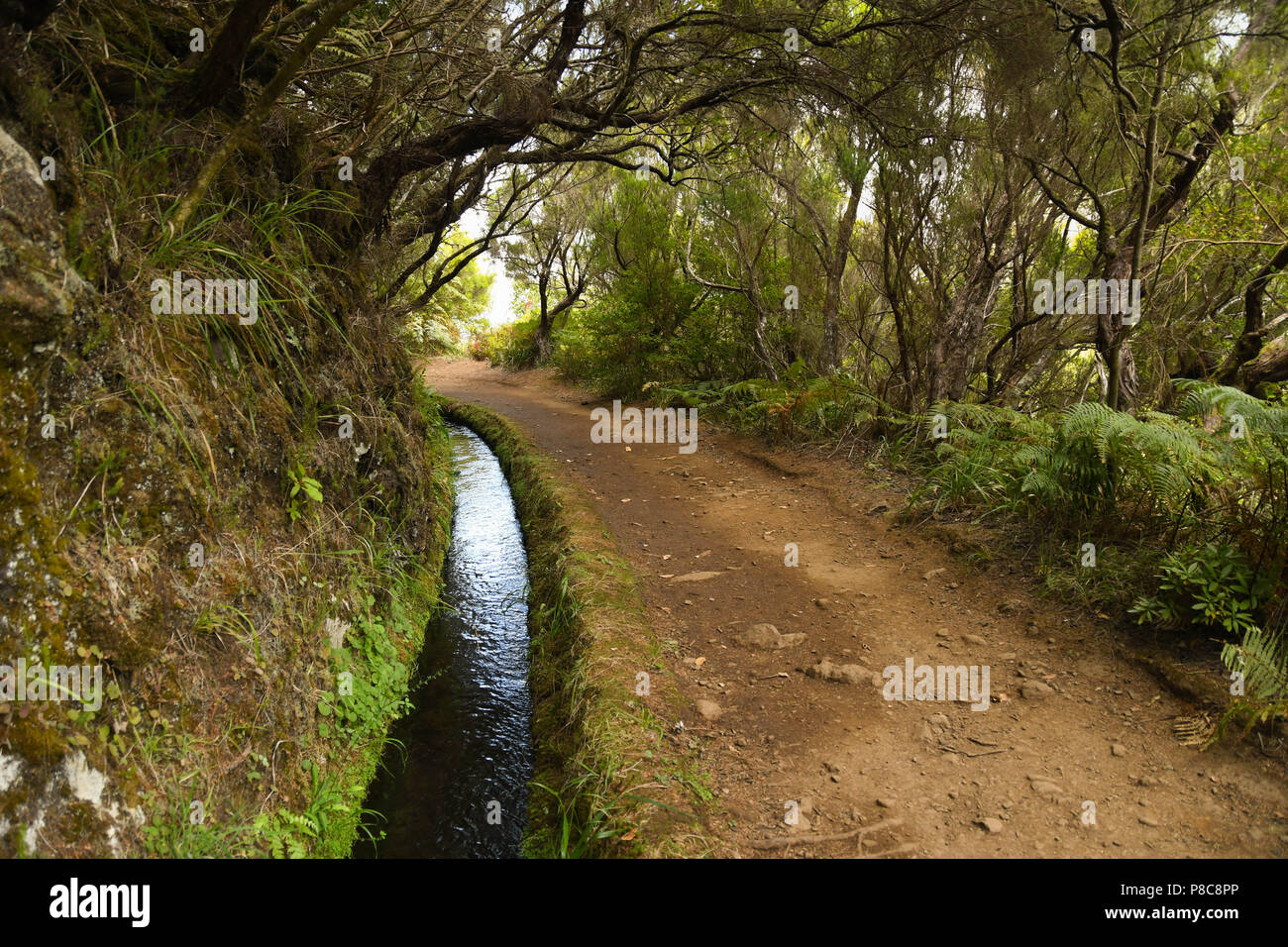 Scenic view of the path alongside a levada in Madeira Island, Portugal ...