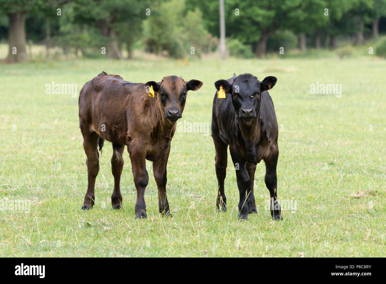 Black calve hi-res stock photography and images - Alamy