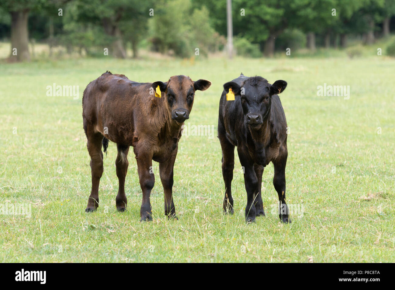 Two young calves standing in a field during the summer months Stock ...