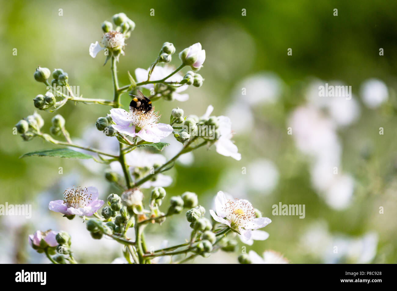 honey bees gathering pollen on brambles in summer. England UK Stock ...