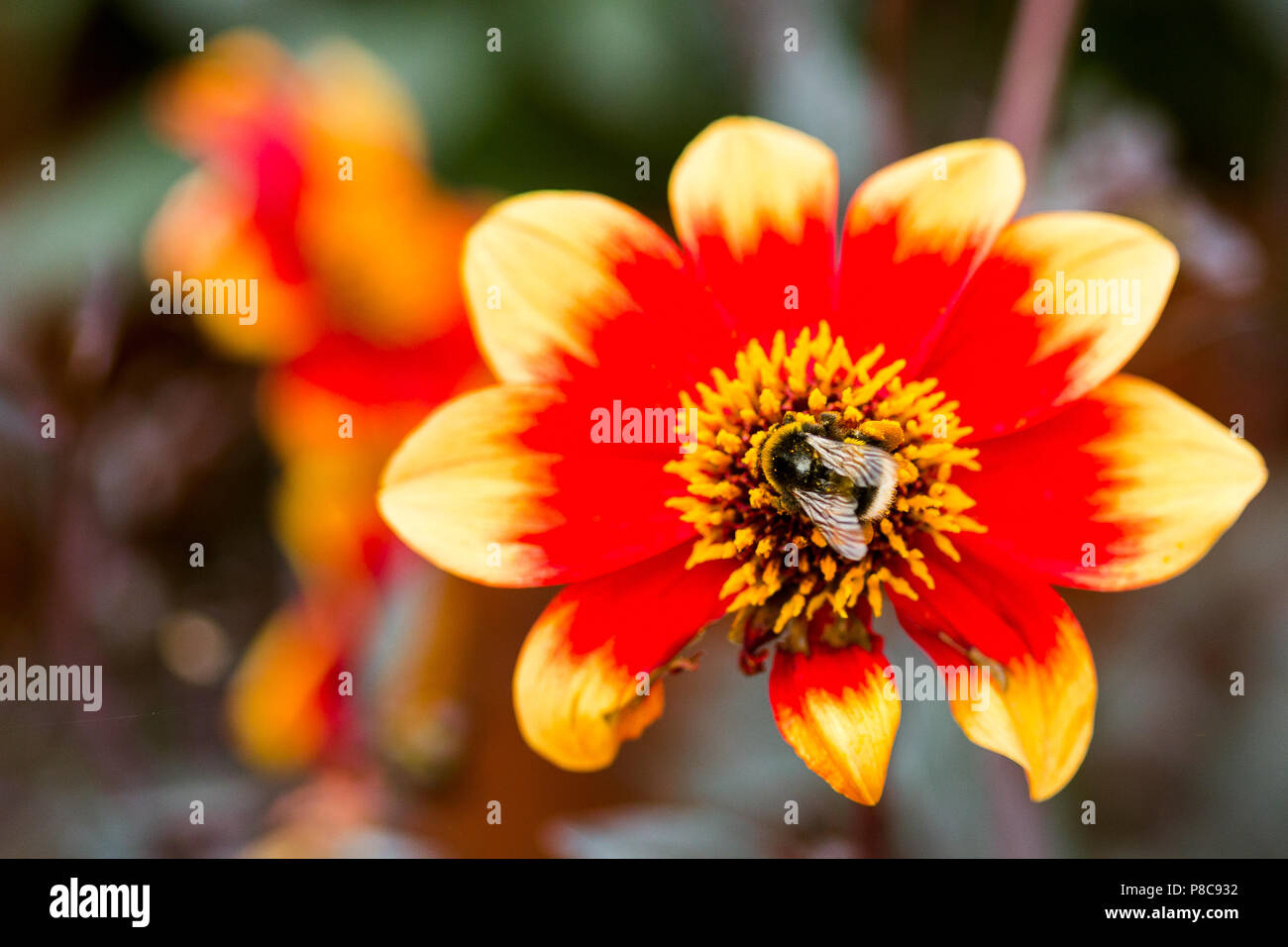 Honeybee gathering pollen from garden centre flower display England UK ...