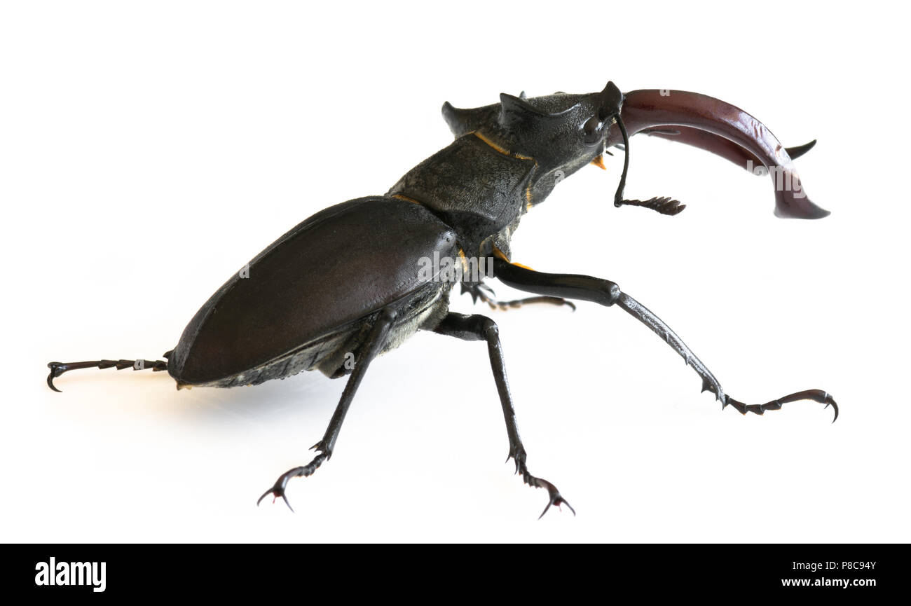Horned stag beetle hi-res stock photography and images - Alamy