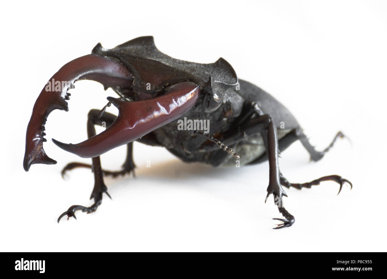 Horned stag beetle hi-res stock photography and images - Alamy