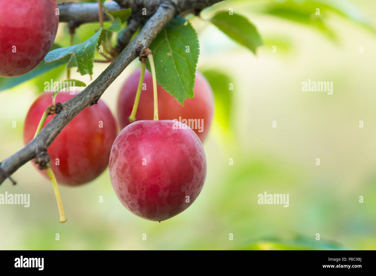Plum on branch hi-res stock photography and images - Alamy