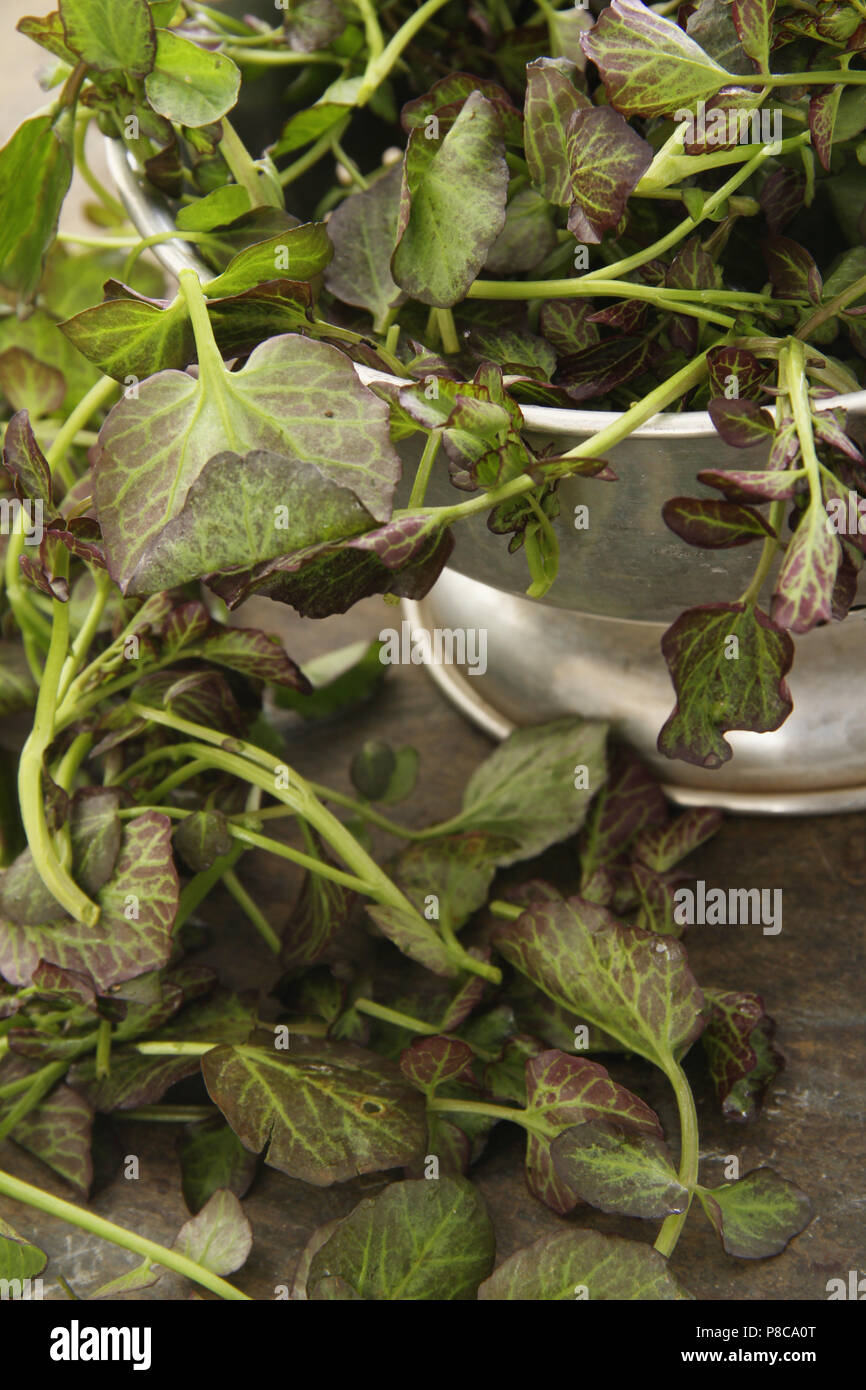 Land cress watercress hi-res stock photography and images - Alamy