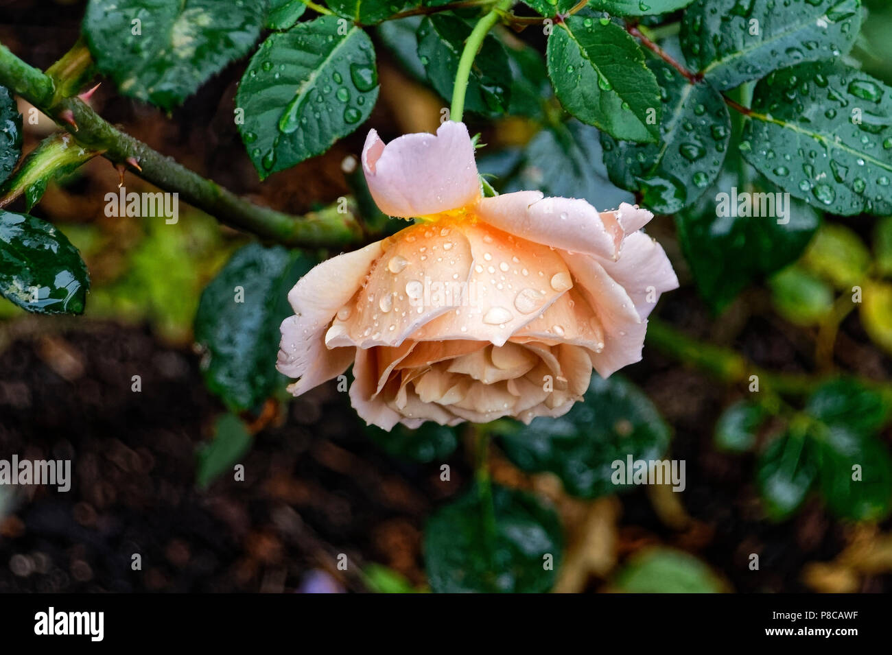 Australian garden with roses hi-res stock photography and images - Alamy