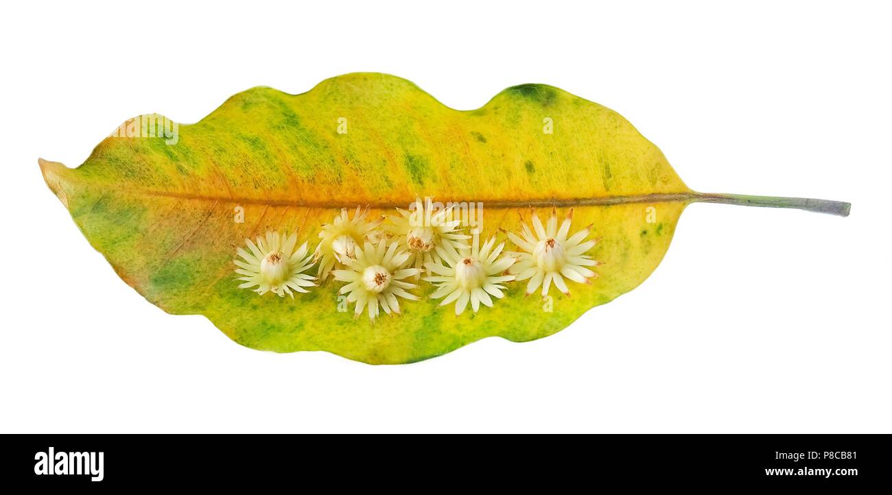 Yellow Bullet Beautiful