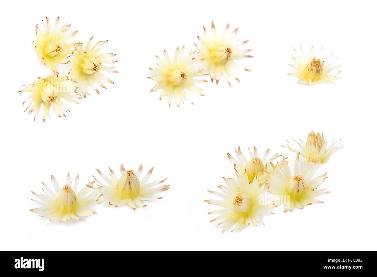 Beautiful Flower, Aromatic Mimusops Elengi, Spanish Cherry, Medlar ...