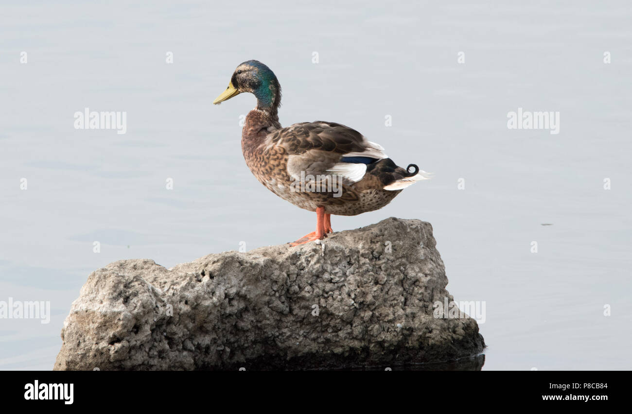 Male mallard in eclipse plumage hi-res stock photography and images - Alamy