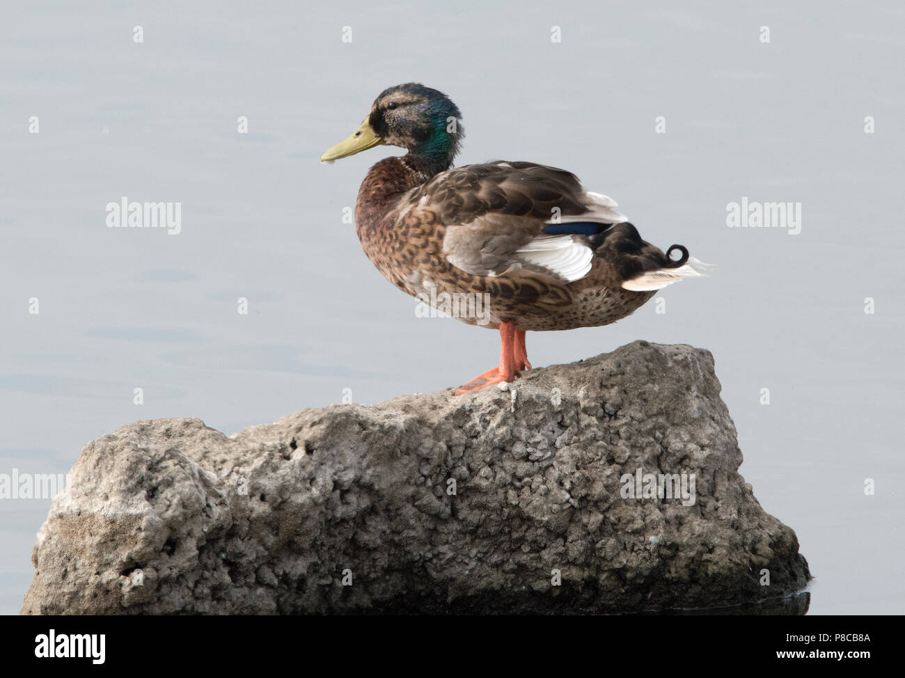 Male mallard eclipse hi-res stock photography and images - Alamy