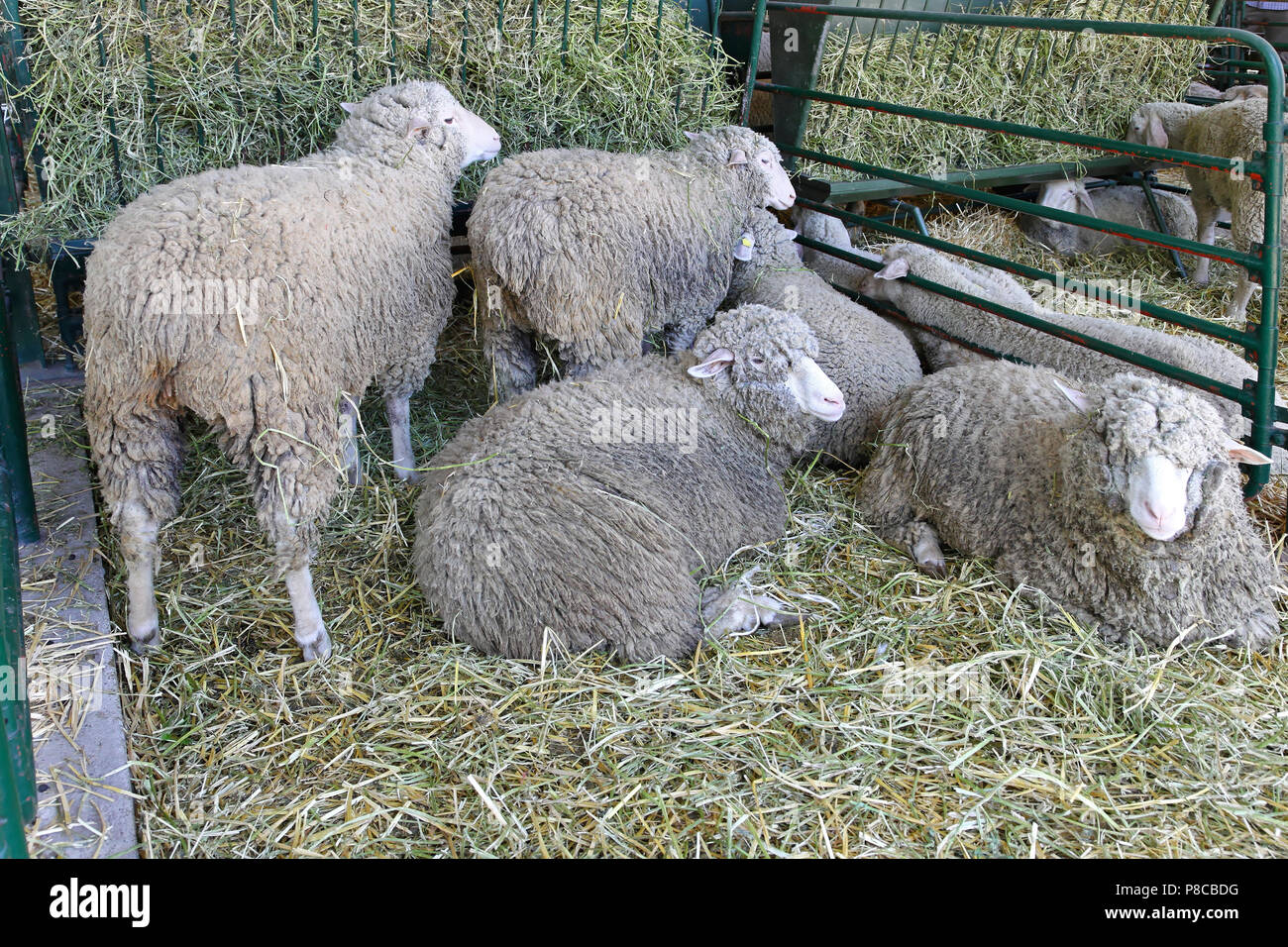 Sheeps pen hi-res stock photography and images - Alamy