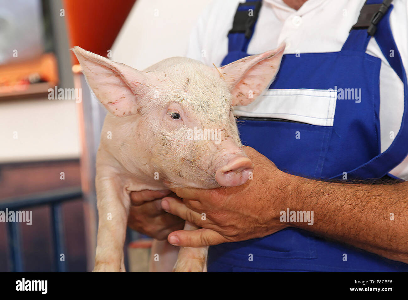 Pigfarmer hi-res stock photography and images - Alamy