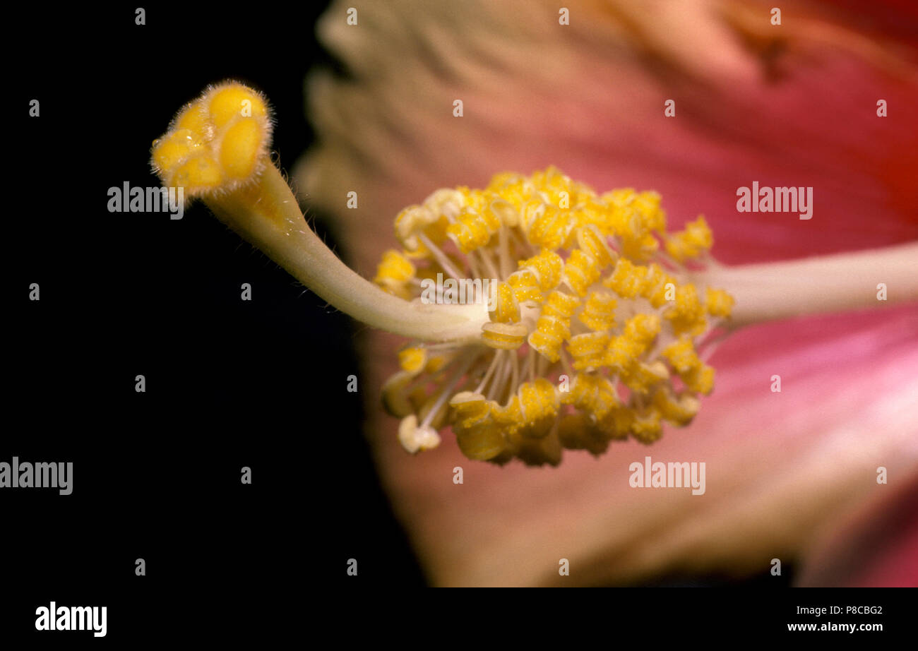 NOT 454316 STIGMA Plant Anatomy Stock Photo - Alamy