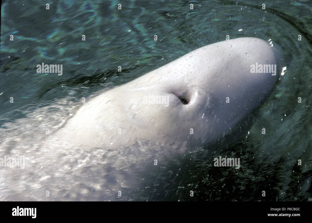 NOT B44546 WHITE WHALE Delphinapterus leucas Beluga Whale Blow hole ...