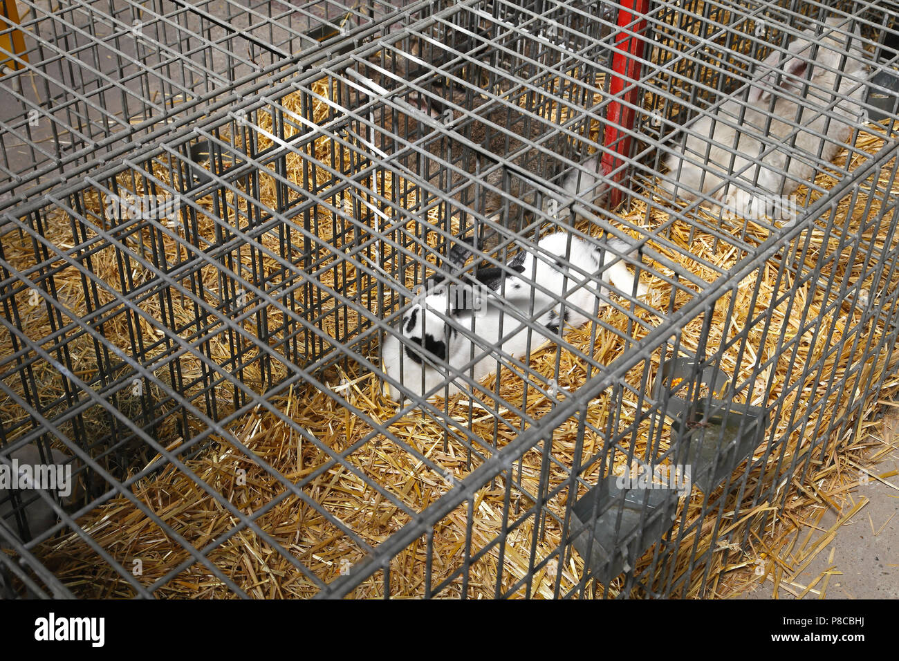 Rabbit in wire cage at farm Stock Photo - Alamy