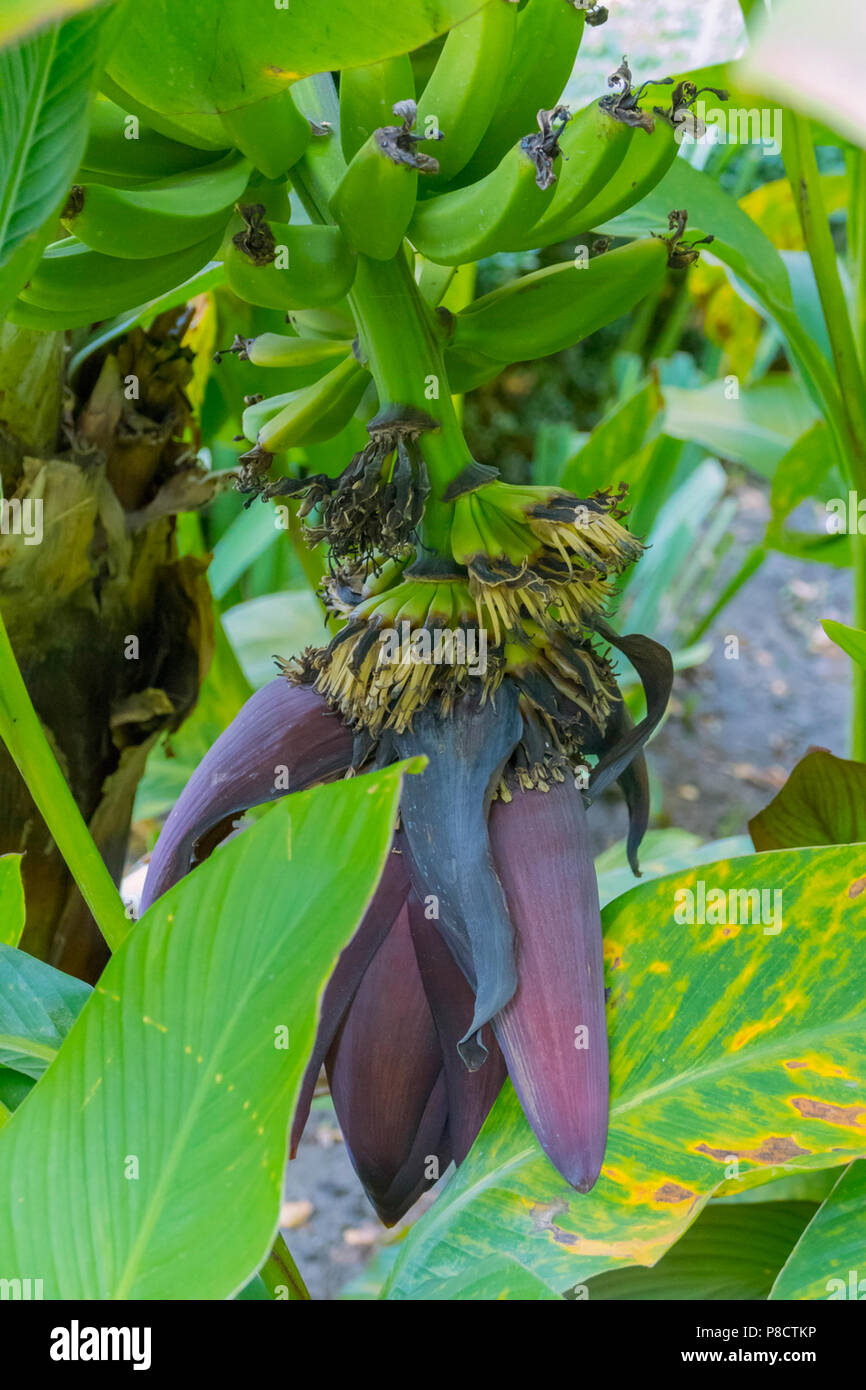 A close-up photo of a banana branch with ripe and still green fruits ...