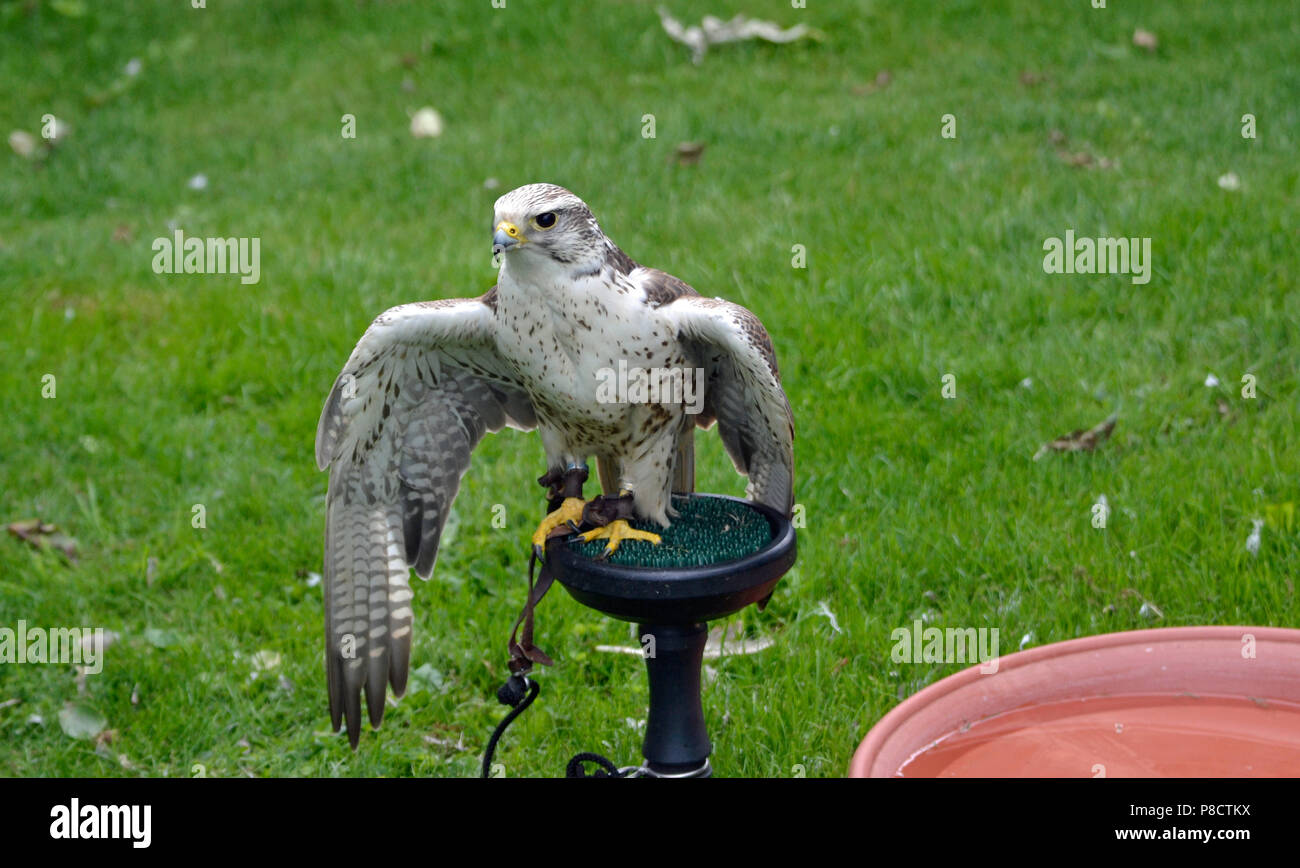 Kestrel at The Raptor Foundation, Cambridgeshire, England, UK Stock ...