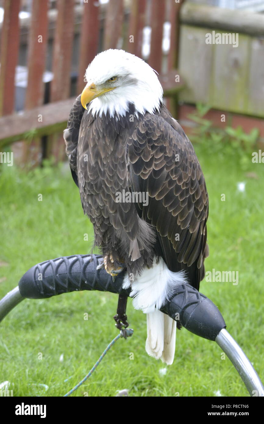 Bald Eagle at The Raptor Foundation, Cambridgeshire, England, UK Stock ...