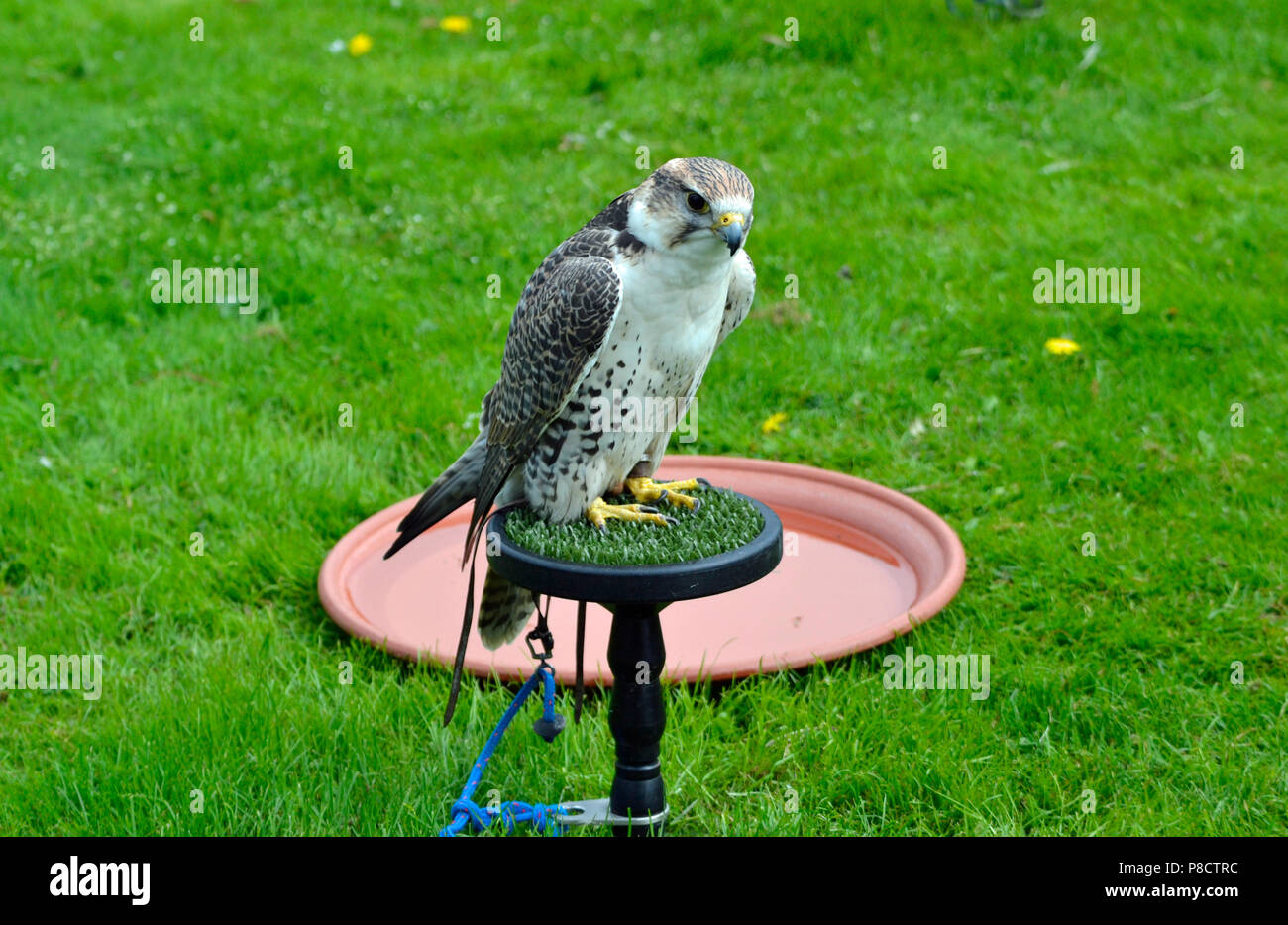 Falcon at The Raptor Foundation, Cambridgeshire, England, UK Stock ...