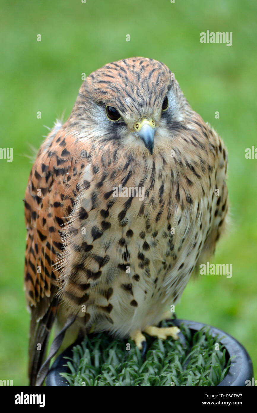 Falcon at The Raptor Foundation, Cambridgeshire, England, UK Stock ...