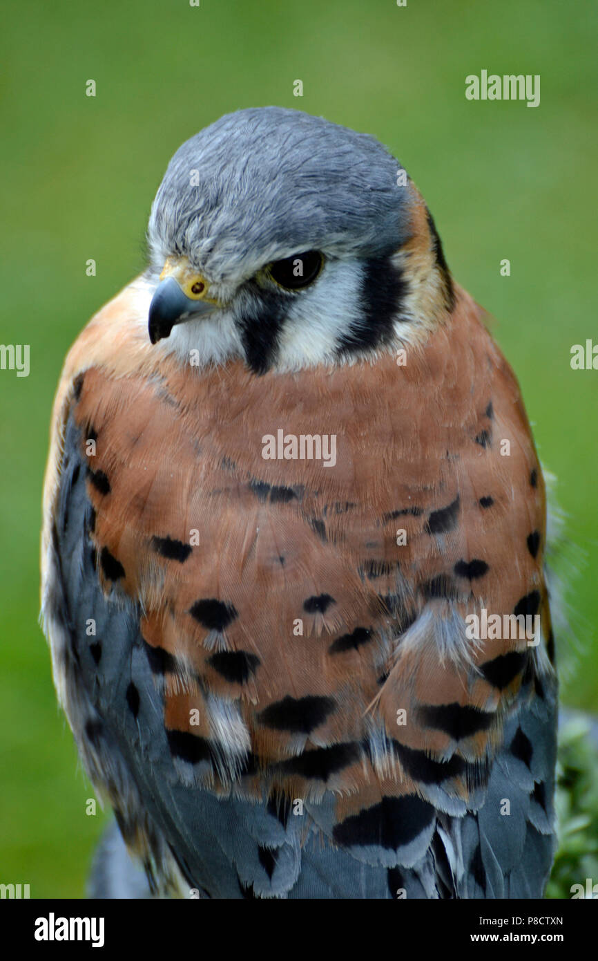 Falcon at The Raptor Foundation, Cambridgeshire, England, UK Stock ...