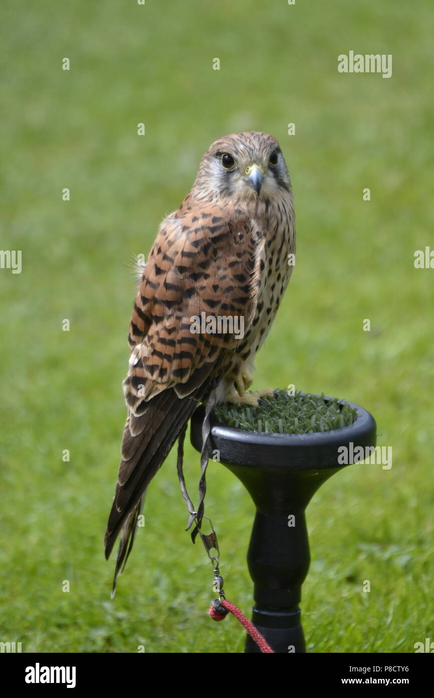 Falcon at The Raptor Foundation, Cambridgeshire, England, UK Stock ...