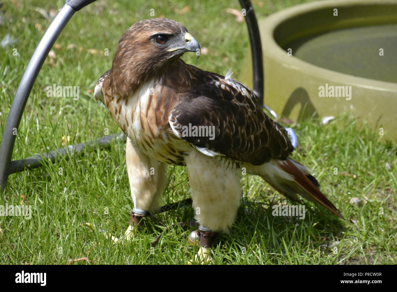 Harris hawk at The Raptor Foundation, Cambridgeshire, England, UK Stock ...