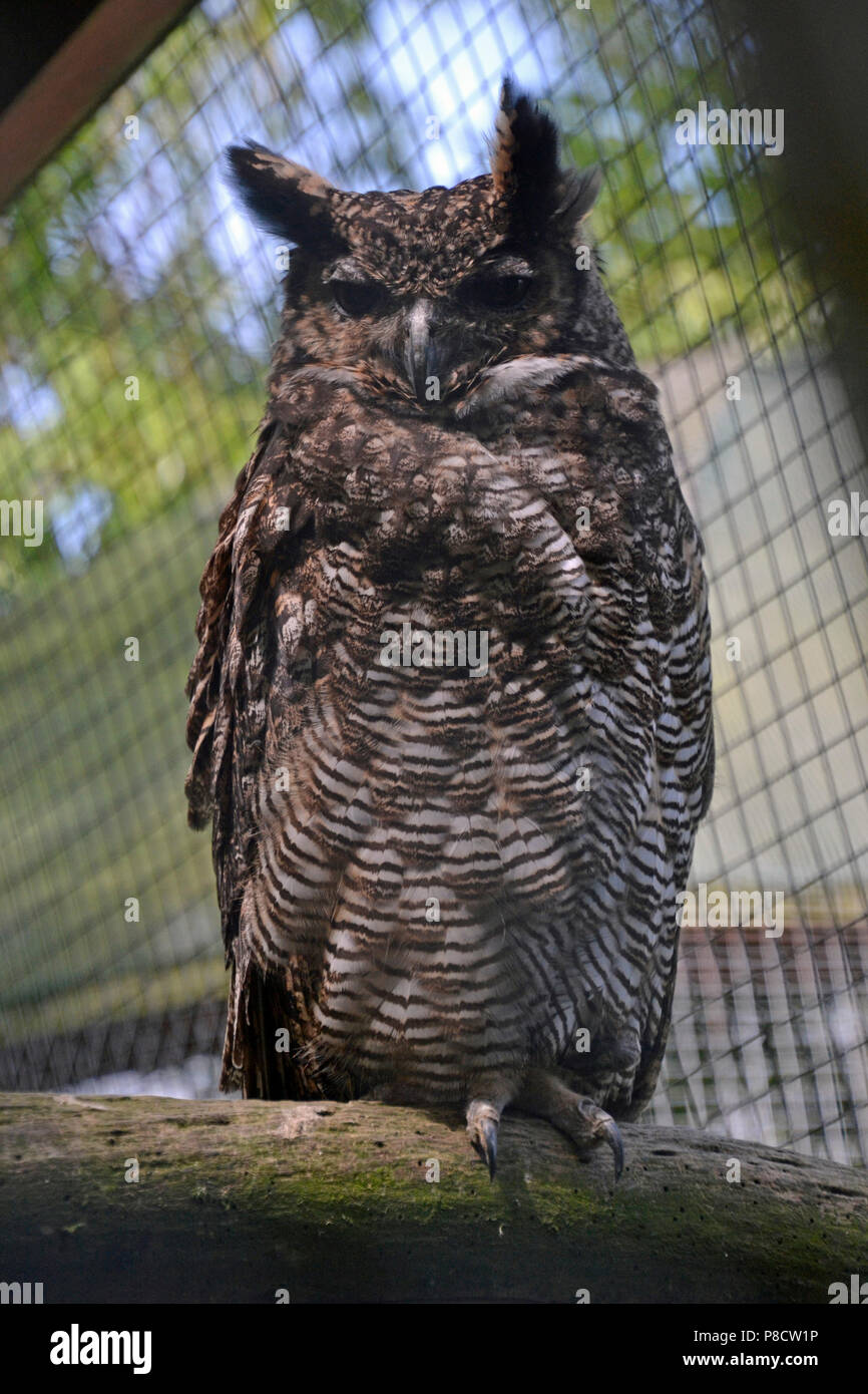 Magellan horned owl bubo magellanicus hi-res stock photography and ...