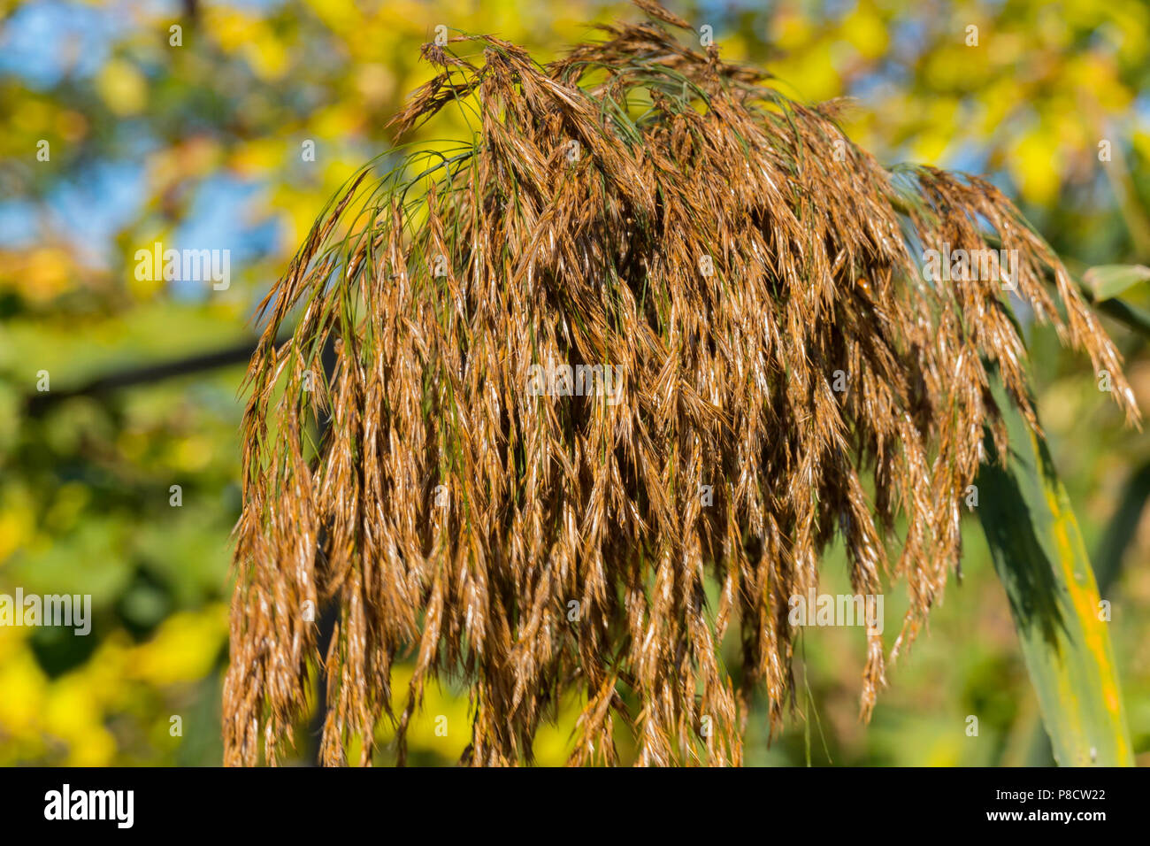 a bunch of ears of rye with yellow foliage in the background . For your ...