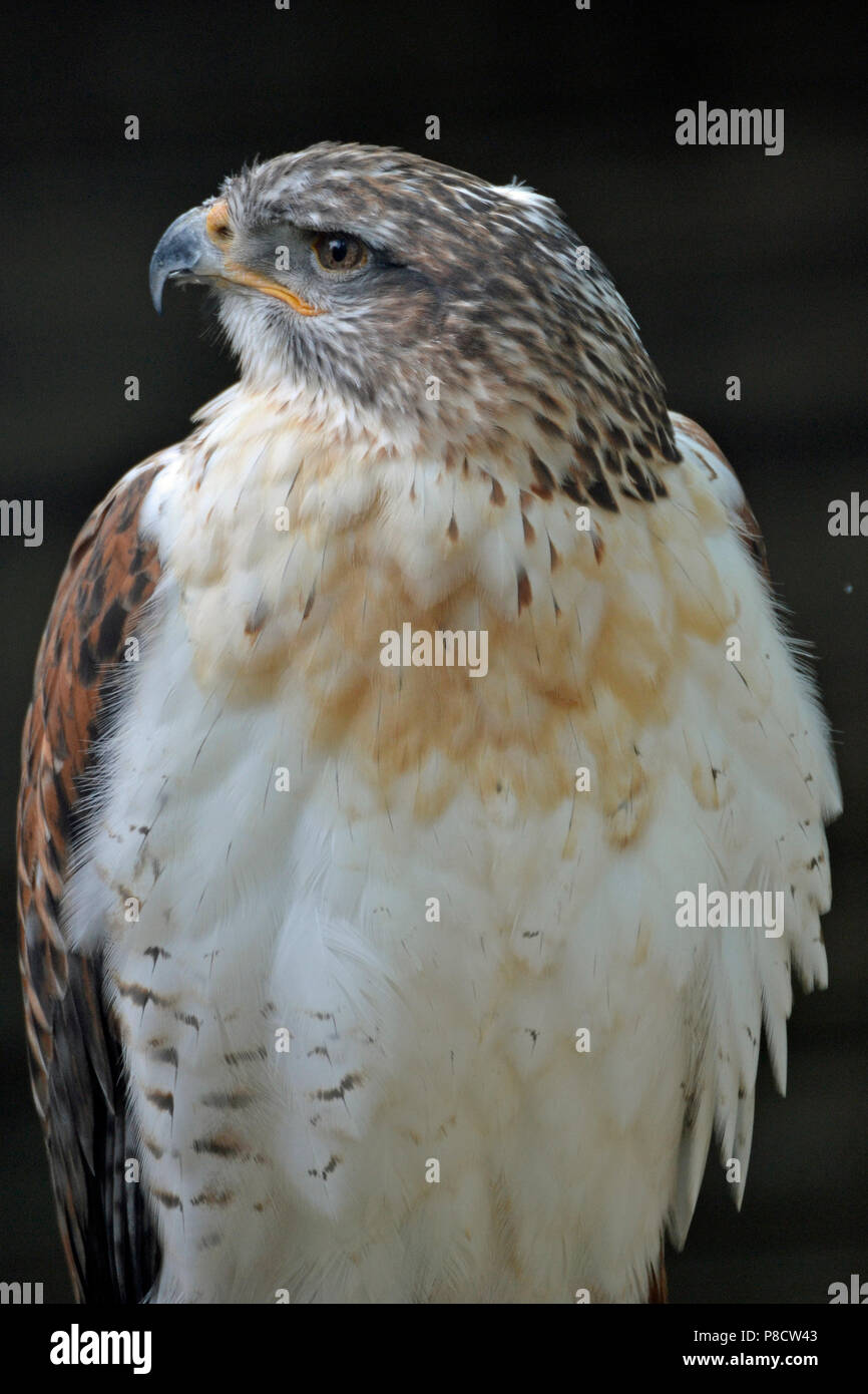 Ferruginous Hawk at The Raptor Foundation, Cambridgeshire, England, UK ...
