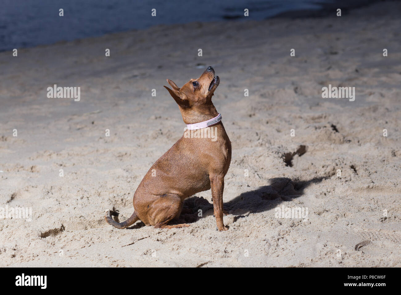 CityCarnikava, Latvia. Dog sit at baltic sea. Water and waves. Nature ...