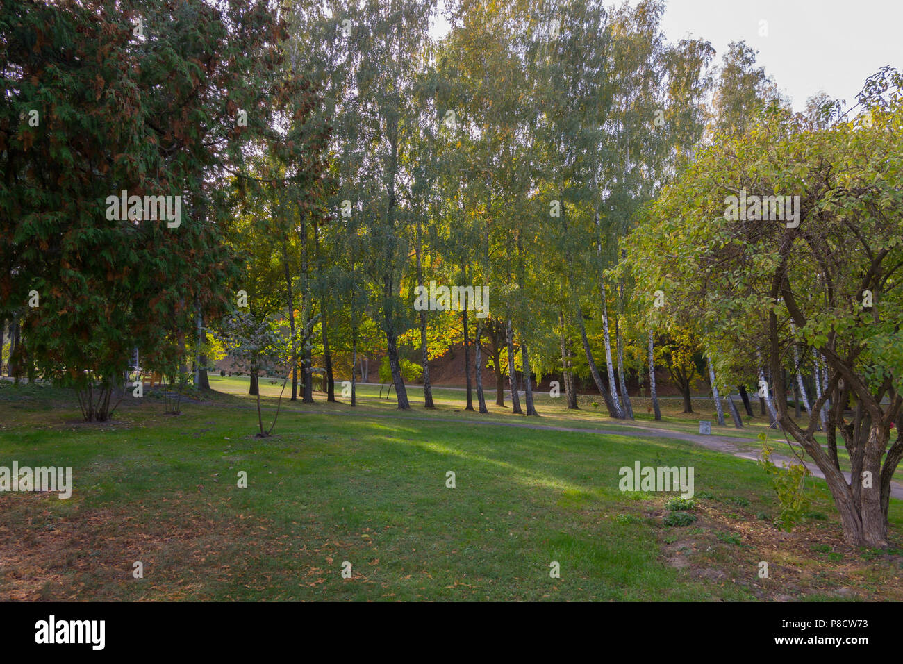 A grassy lawn in a park near a path with tuy and birch trees . For your ...