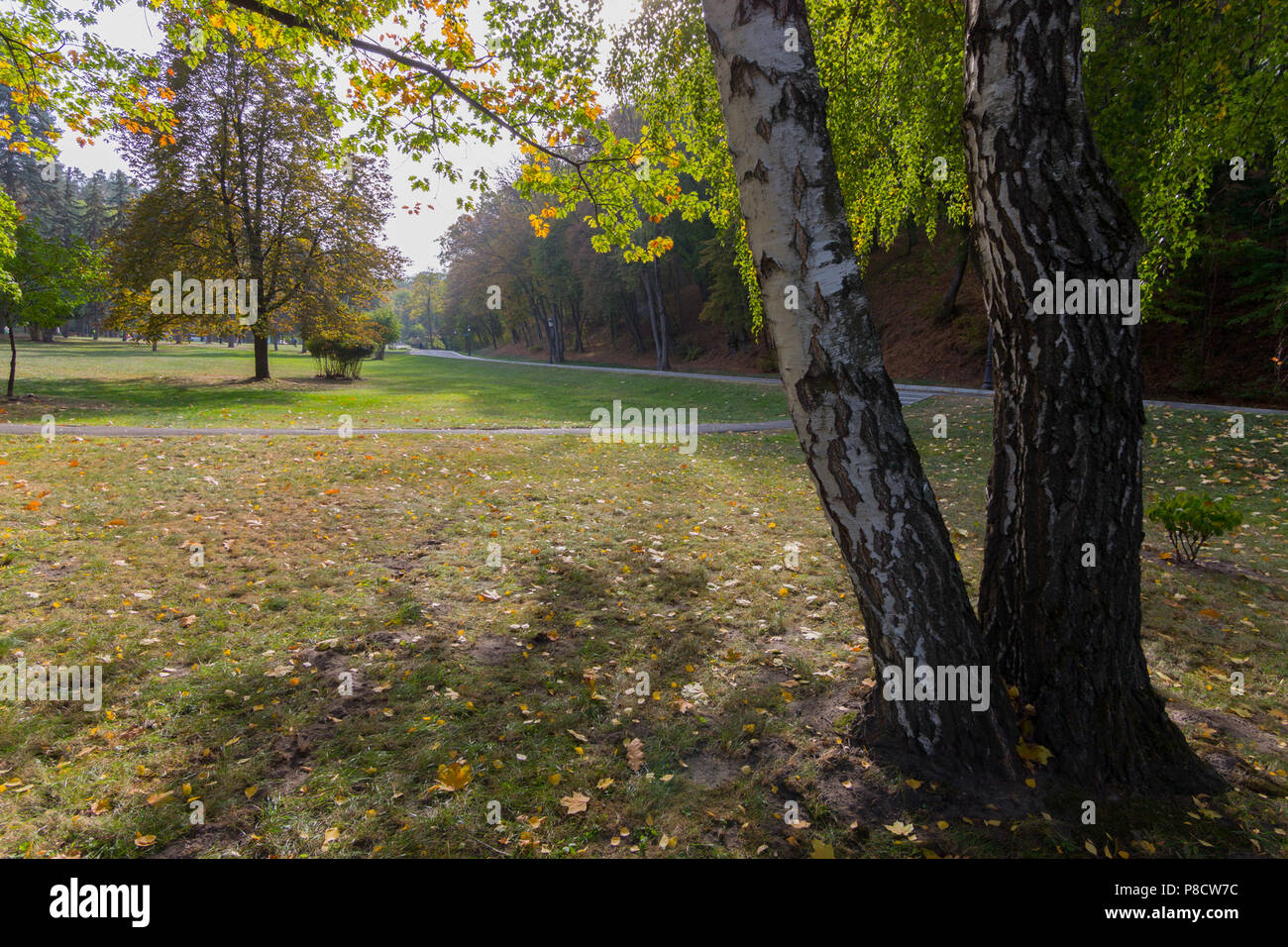 Path with birch avenue hi-res stock photography and images - Alamy