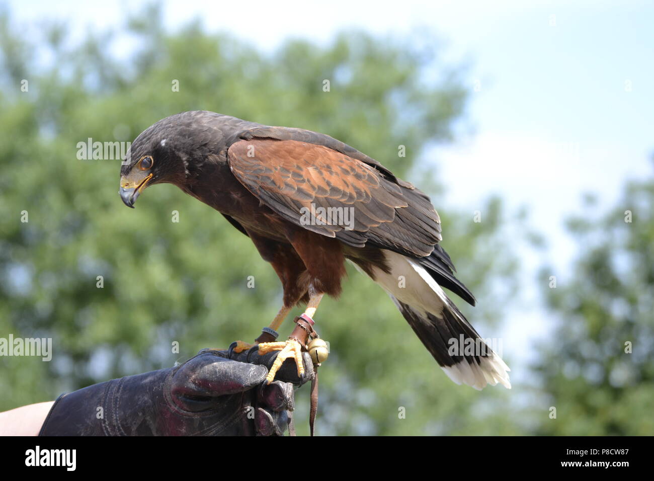 Haris Hawk at The Raptor Foundation, Cambridgeshire, England, UK Stock ...