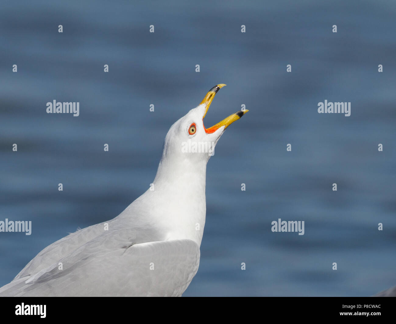Ring Billed Gull Call