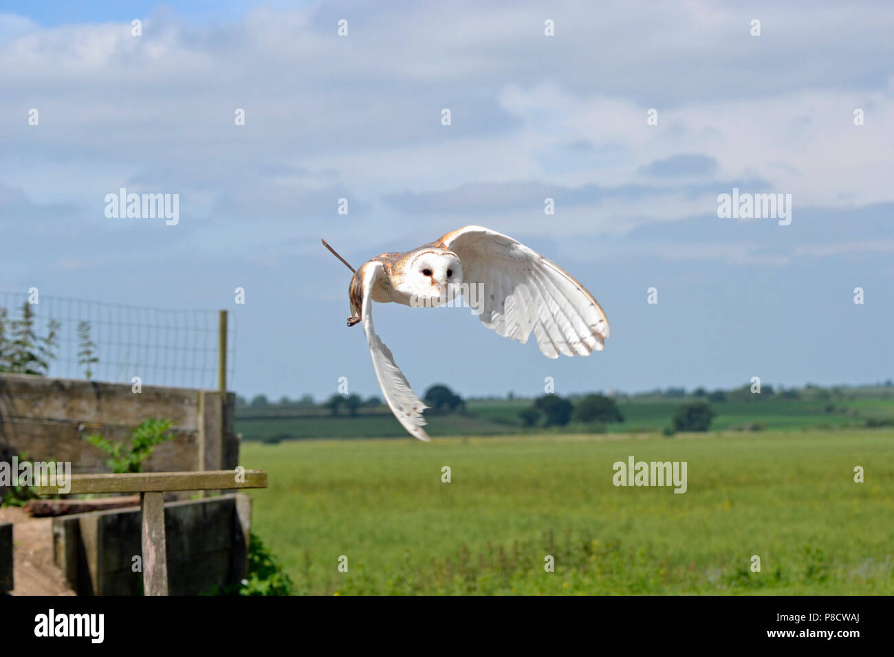 Barn owl in flying display, at The Raptor Foundation, Cambridgeshire ...
