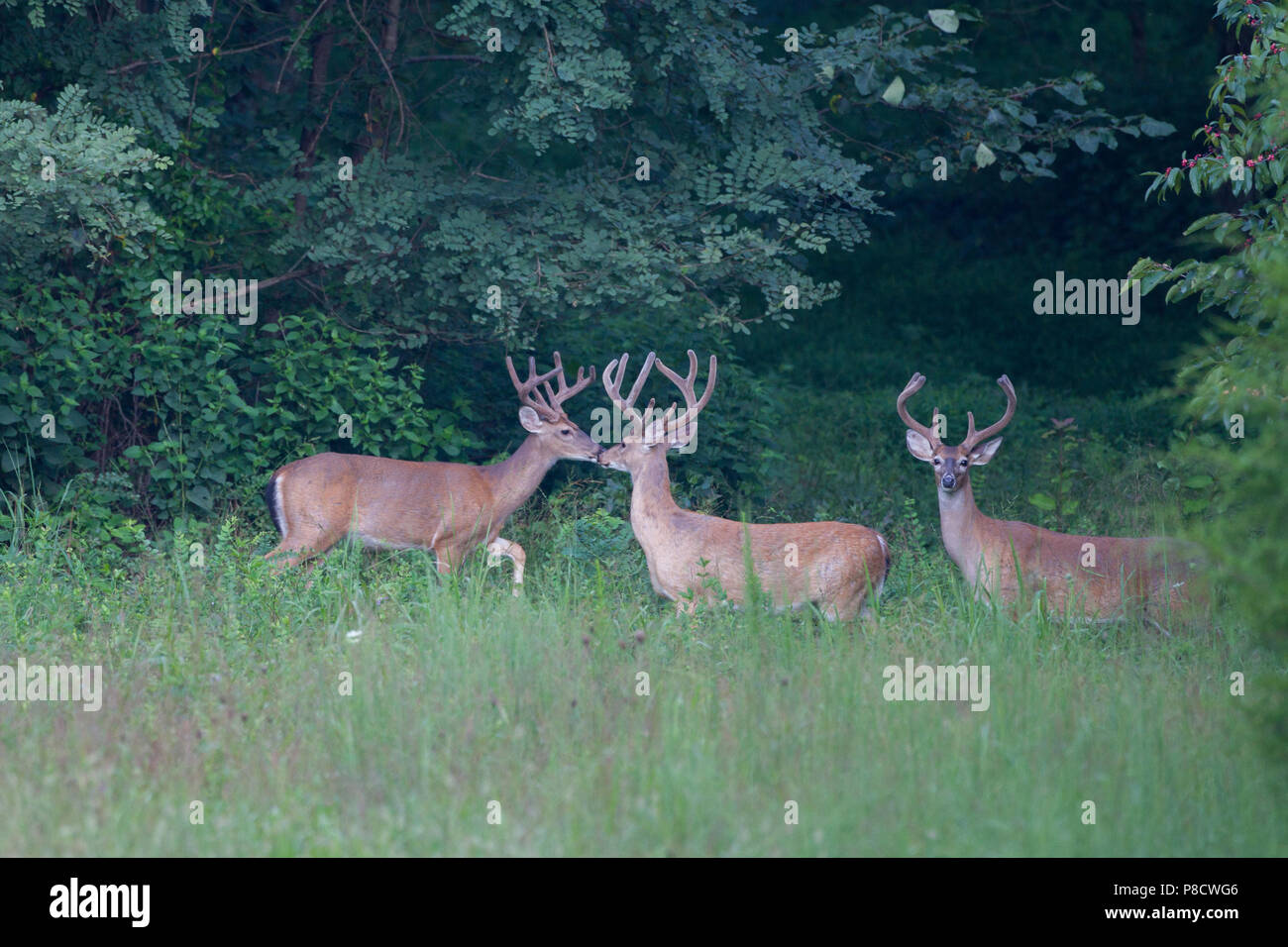 Group of bucks at a hi-res stock photography and images - Alamy