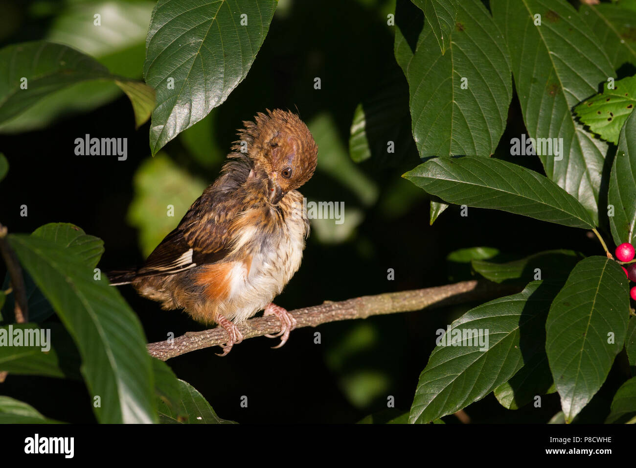 Female Eastern Towhee High Resolution Stock Photography and Images - Alamy
