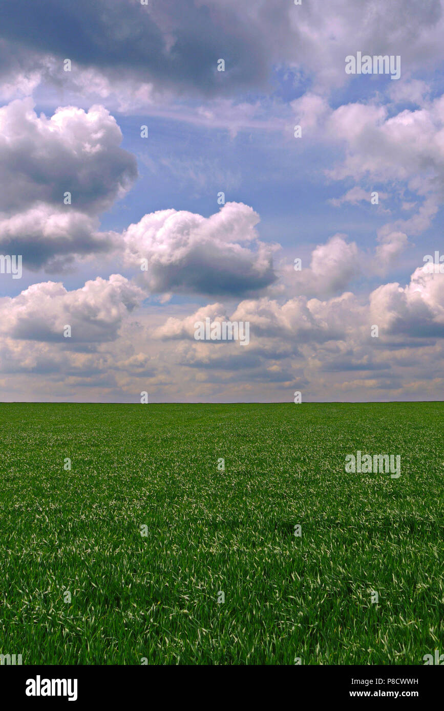 Boundless field with green grass against a blue cloudy sky background ...
