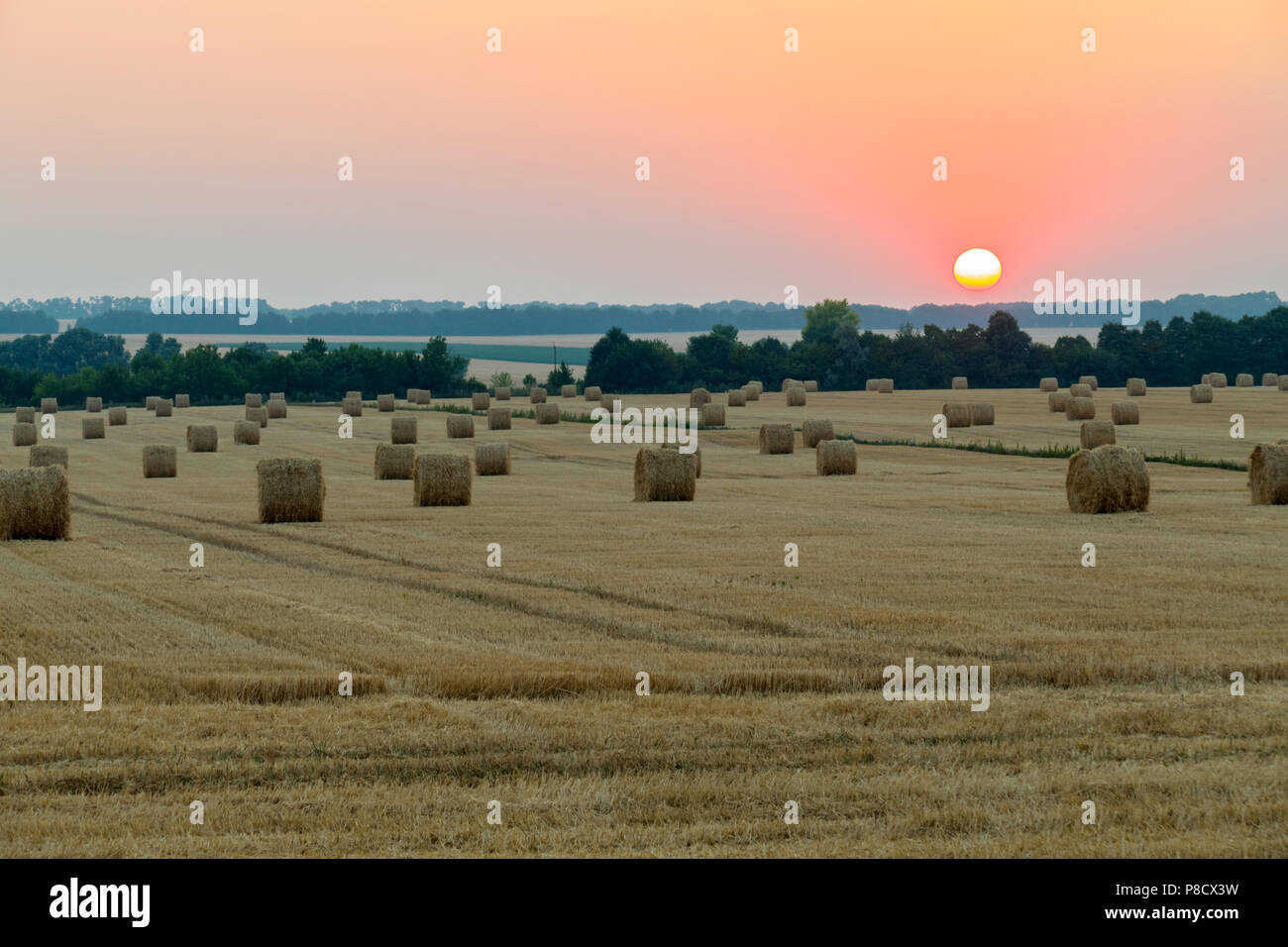 A large field with stacks of mown hay against a background of green ...
