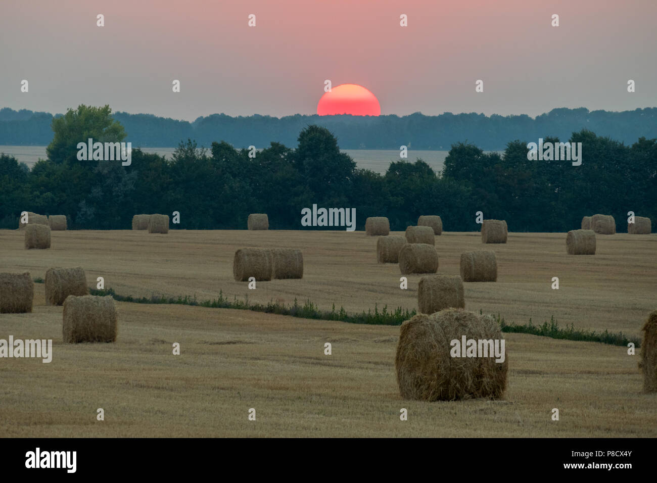Collected and dried hay in a large meadow. Against the background of ...