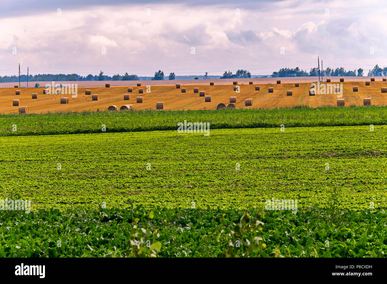 A green field, followed by haymaking with a lot of stacks of yellow ...