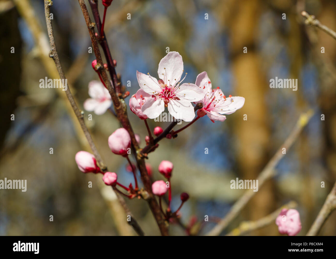 Prunus Flower High Resolution Stock Photography and Images - Alamy