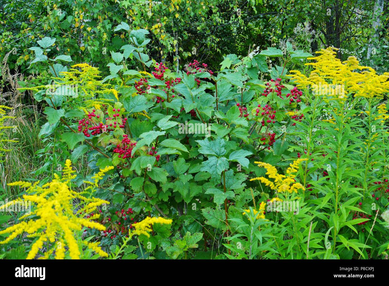 Grass thickets hi-res stock photography and images - Alamy