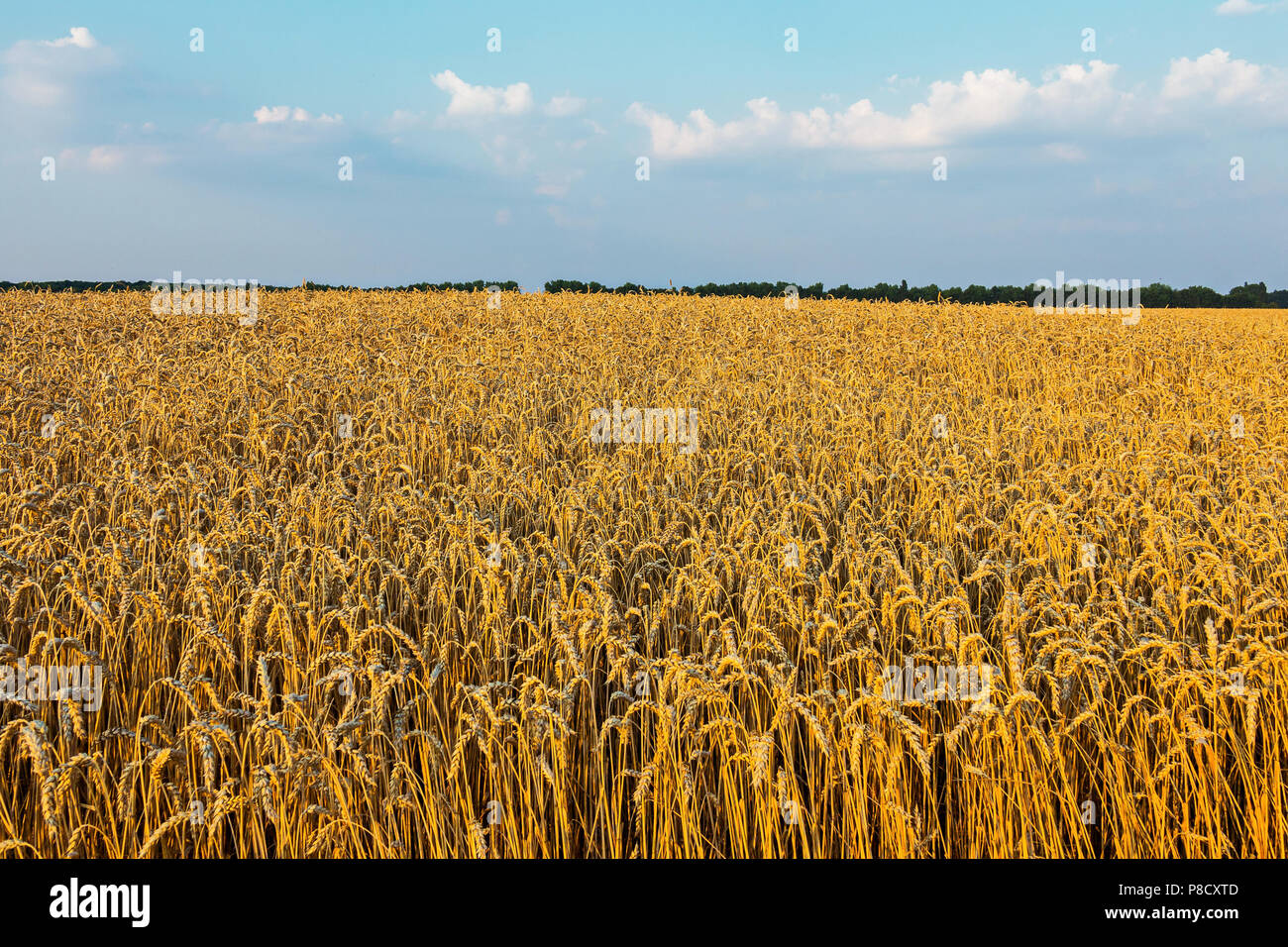 field of golden liquid ears on blue sky background . For your design ...